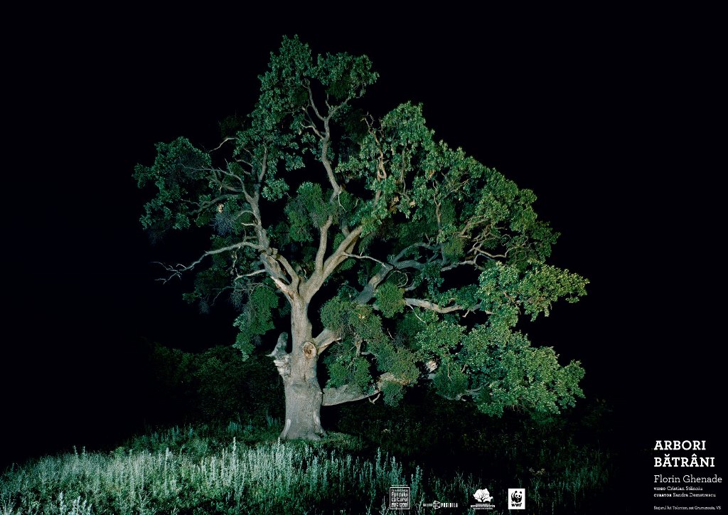 Cu Mimozele pe drumul celor mai bătrâni arbori din România – Viața cu ...